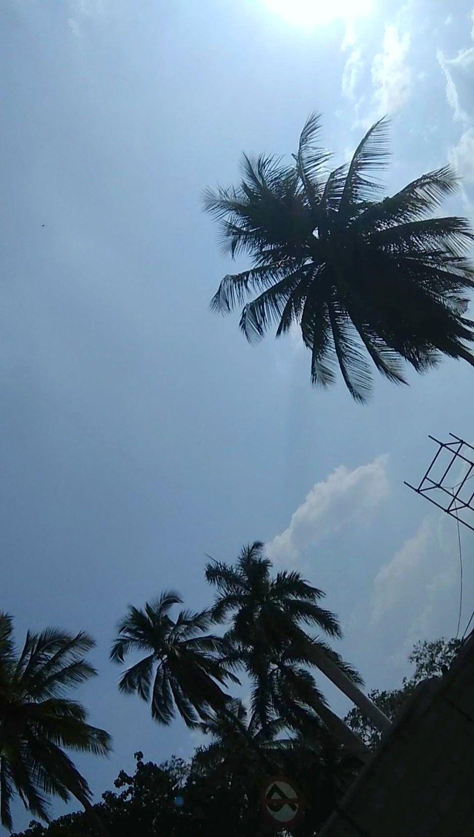 Tree and Sky Wallpapers - Top Free Tree and Sky Backgrounds ...