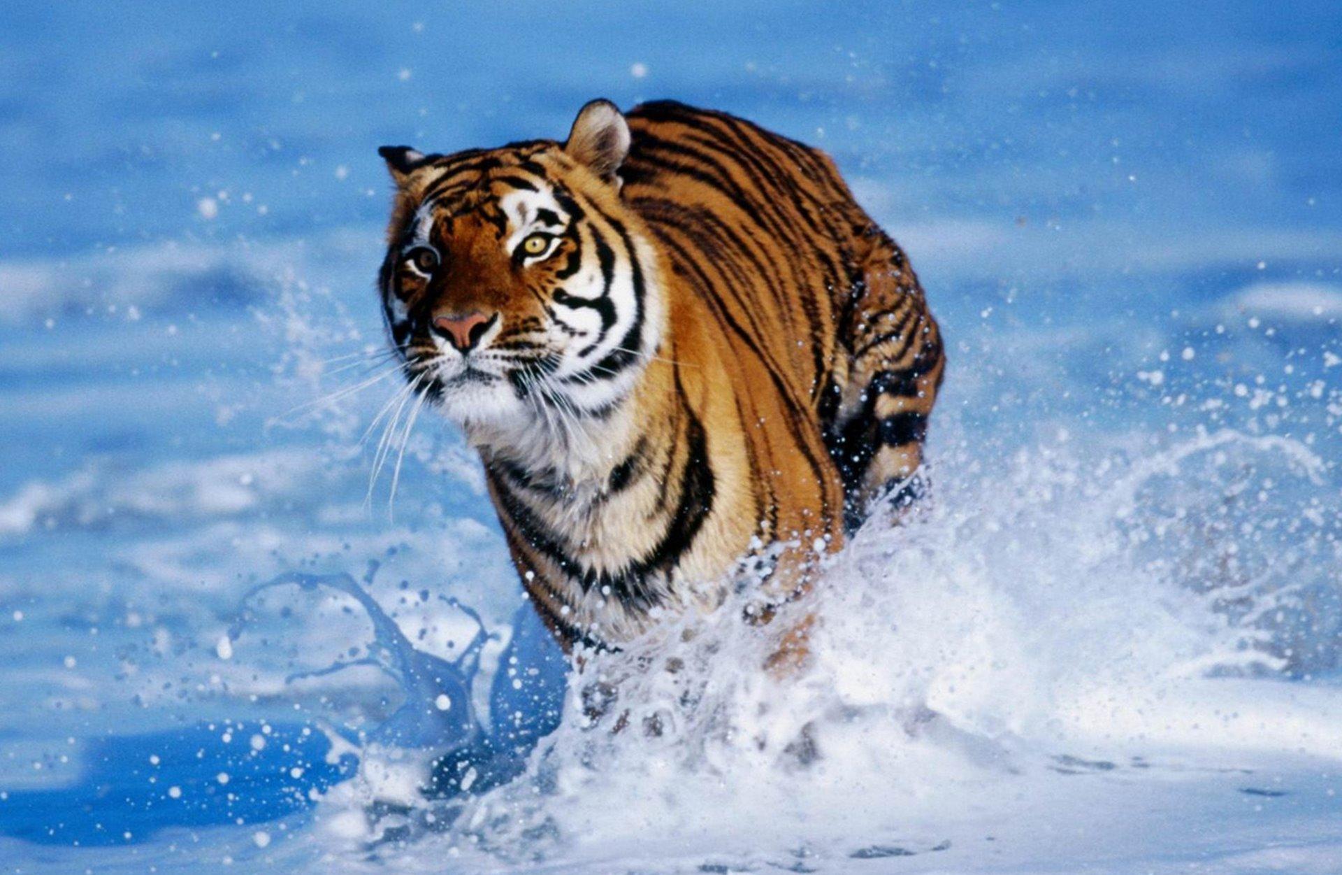Tiger Underwater Wallpapers - Top Free Tiger Underwater Backgrounds ...