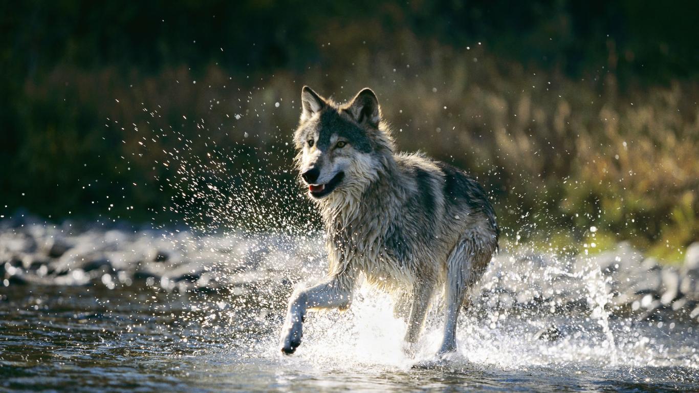 8K Wolf Wallpapers - Top Free 8K Wolf Backgrounds - WallpaperAccess