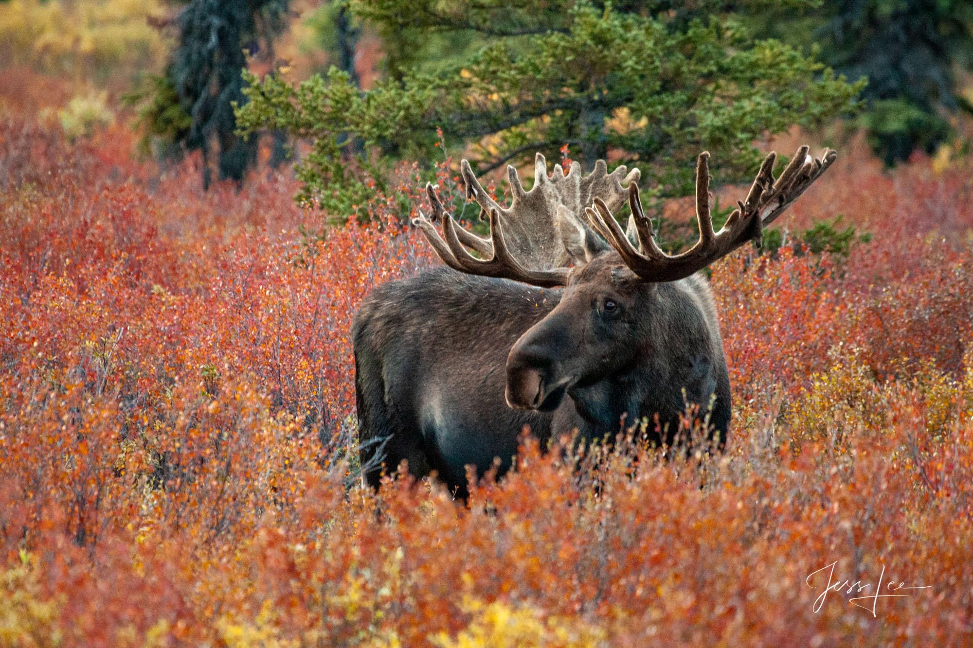 Bull Moose Wallpapers - Top Free Bull Moose Backgrounds - WallpaperAccess