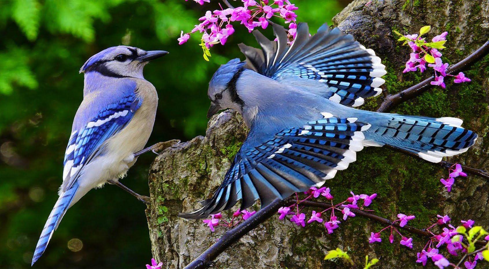 Blue Jay Bird Wallpapers - Top Free Blue Jay Bird Backgrounds ...