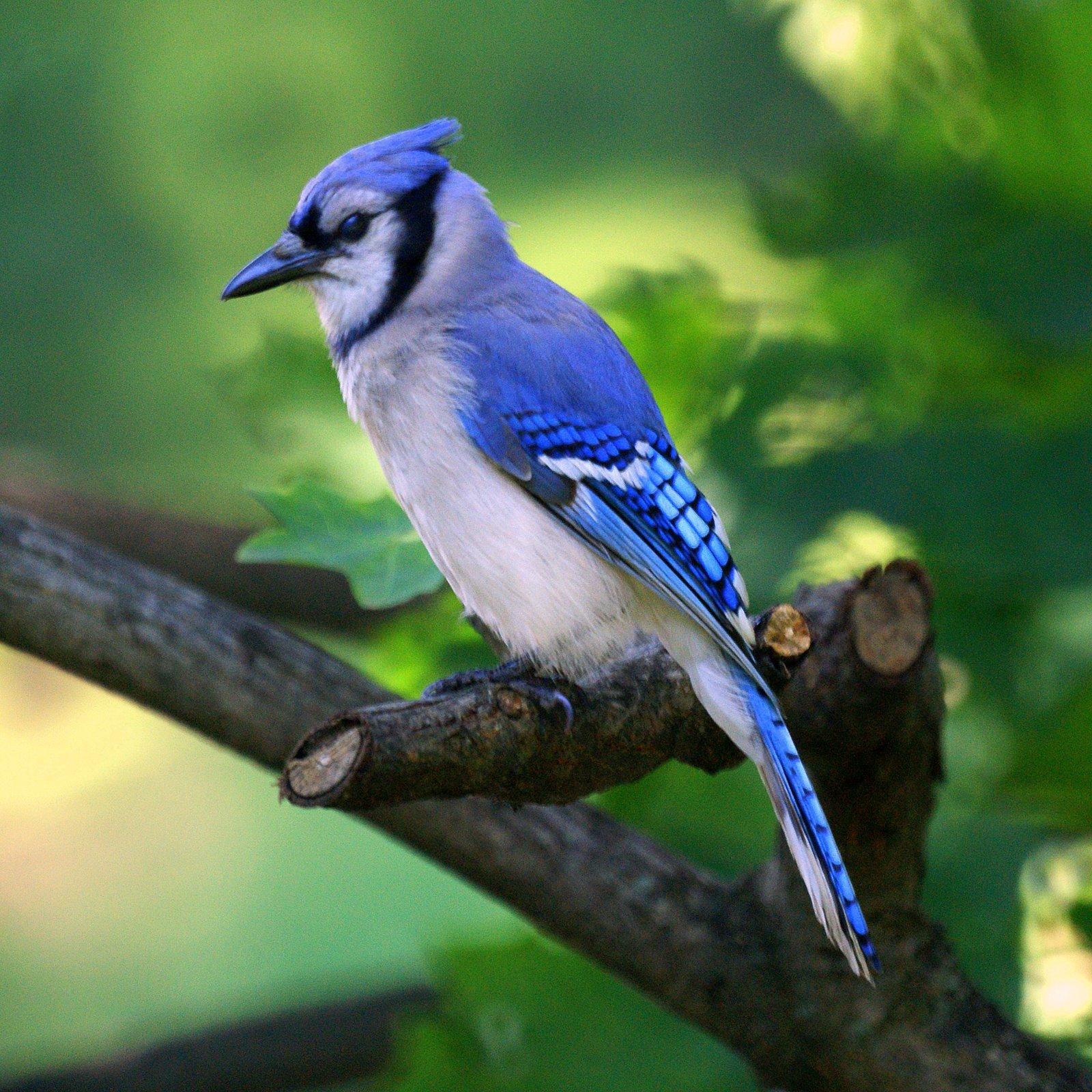 Blue Jay Bird Wallpapers - Top Free Blue Jay Bird Backgrounds ...