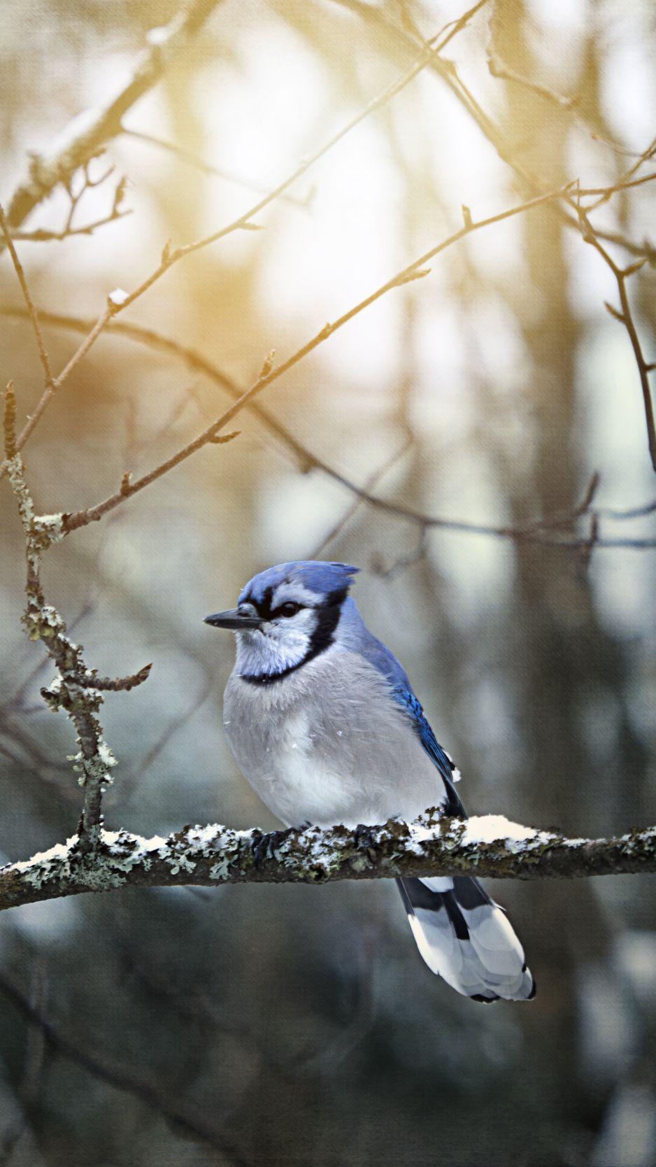 Blue Jay Bird Wallpapers - Top Free Blue Jay Bird Backgrounds ...