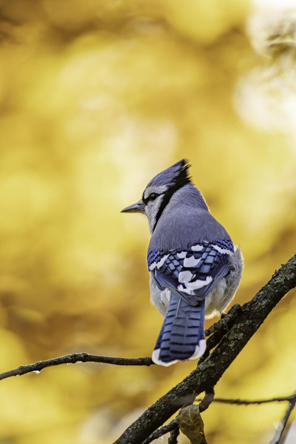 Blue Jay Bird Wallpapers - Top Free Blue Jay Bird Backgrounds ...