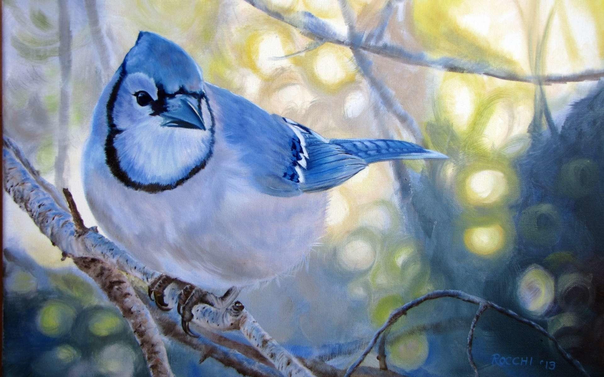 Blue Jay Bird Wallpapers - Top Free Blue Jay Bird Backgrounds ...