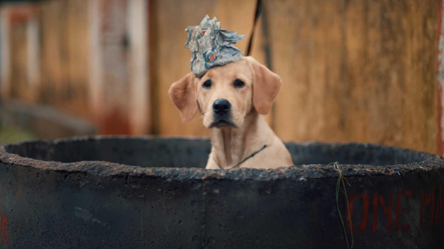 777 Charlie Wallpapers - Top Free 777 Charlie Backgrounds - WallpaperAccess