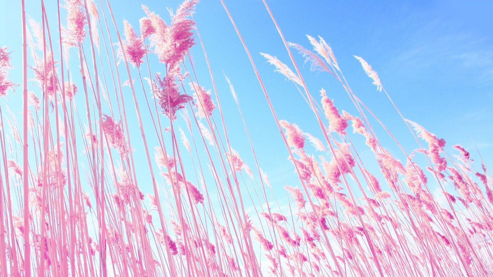 4K Pink Desktop Wallpapers - Top Free 4K Pink Desktop Backgrounds ...
