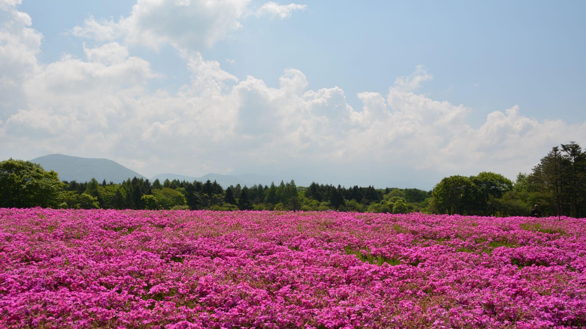 Pink Summer Flowers Desktop Wallpapers - Top Free Pink Summer Flowers ...