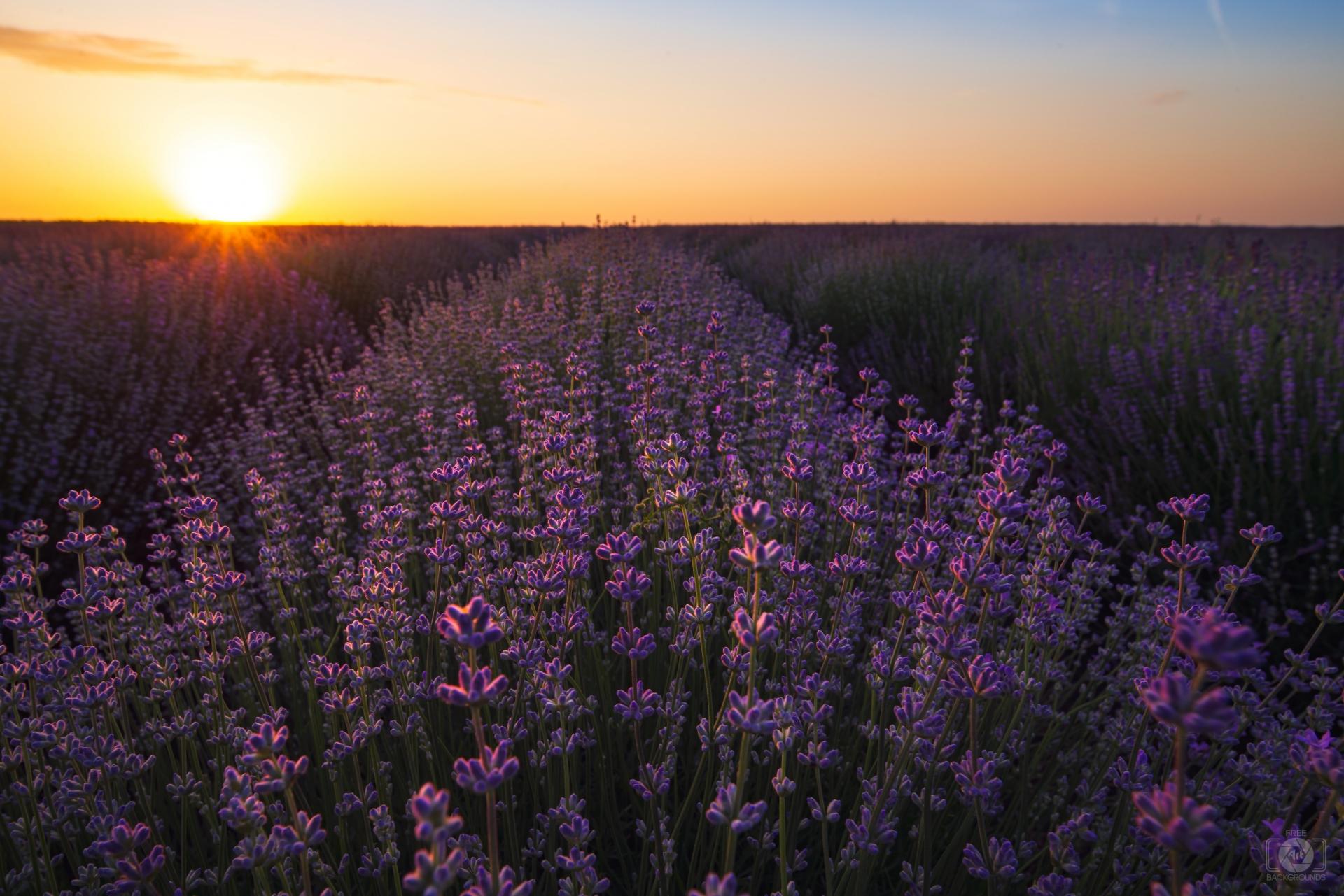 Sunset Lavender Field Wallpapers - Top Free Sunset Lavender Field ...