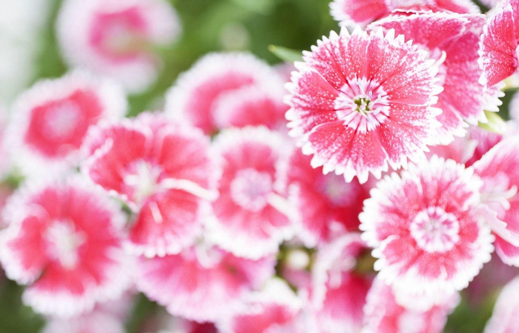 Pink Summer Flowers Wallpapers - Top Free Pink Summer Flowers ...