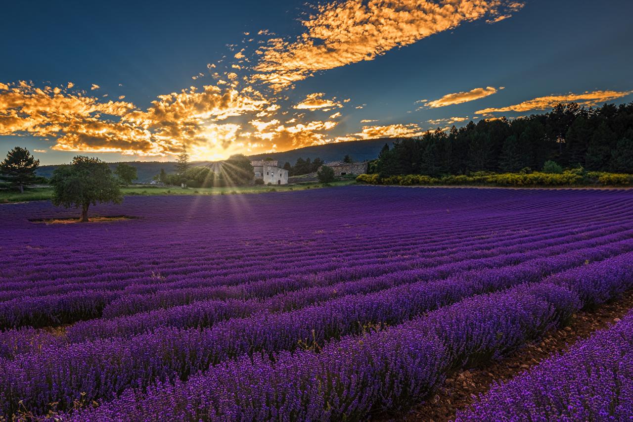 Sunset Lavender Field Wallpapers - Top Free Sunset Lavender Field ...