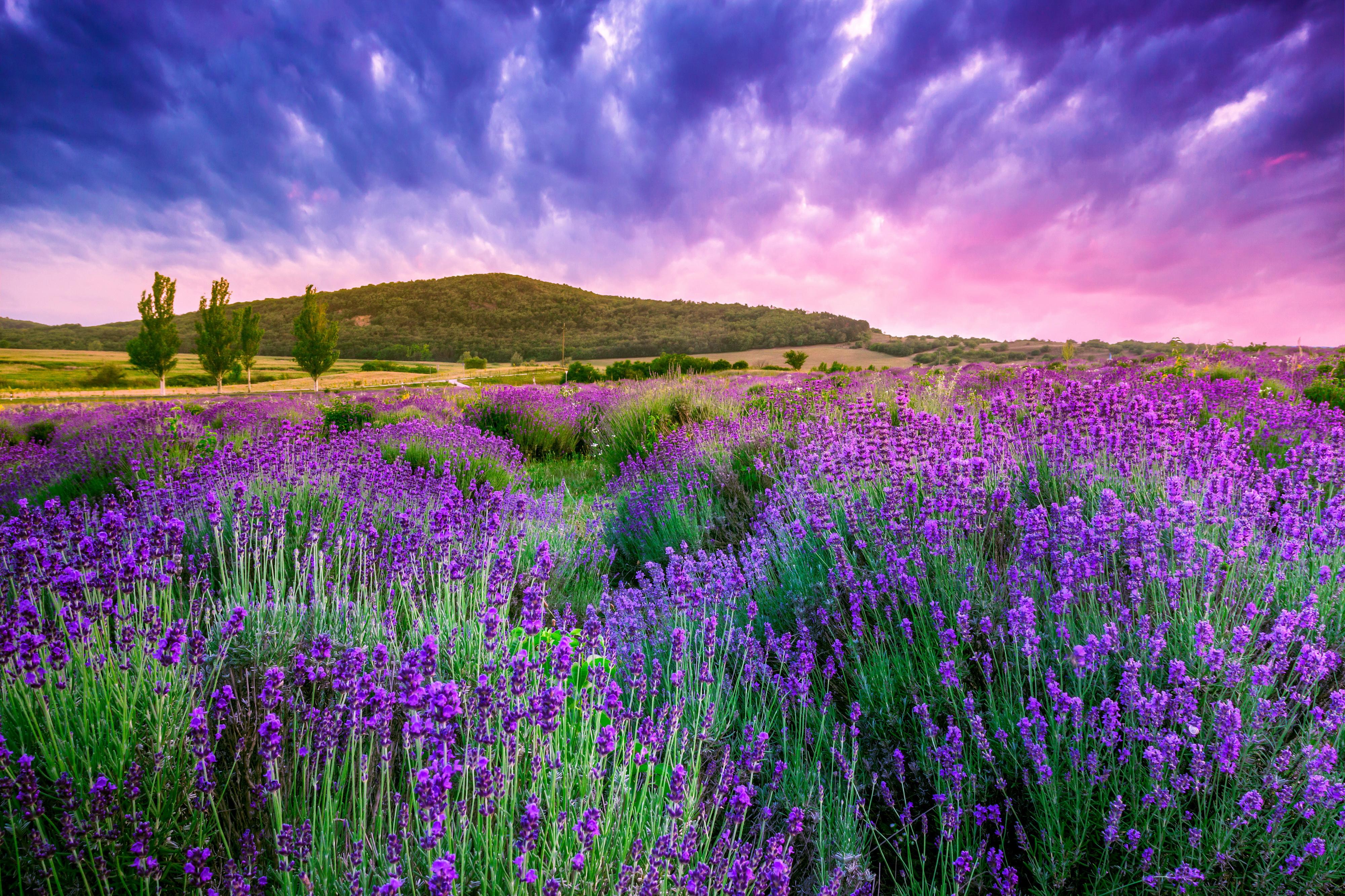 Sunset Lavender Field Wallpapers - Top Free Sunset Lavender Field ...