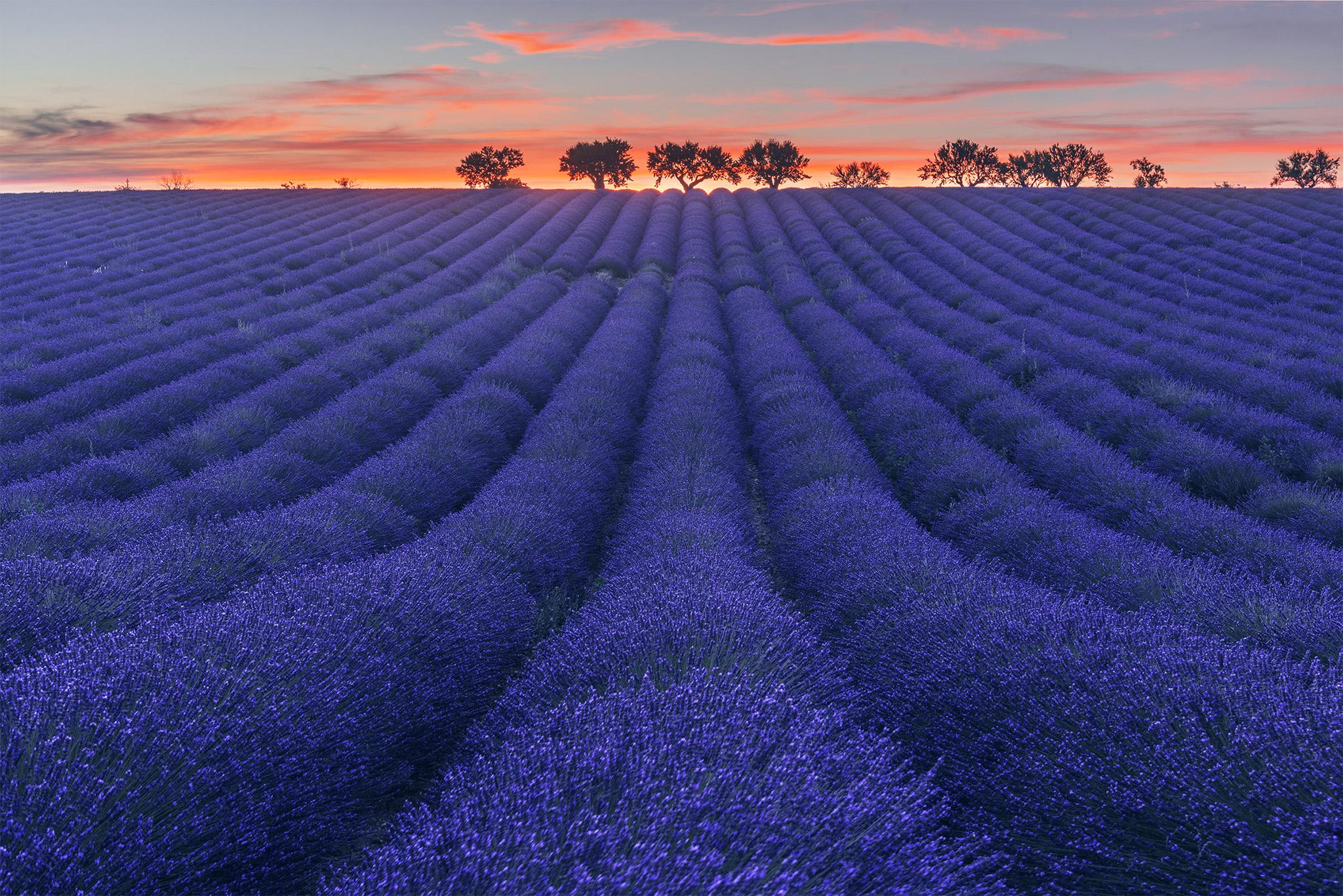 Sunset Lavender Field Wallpapers - Top Free Sunset Lavender Field ...