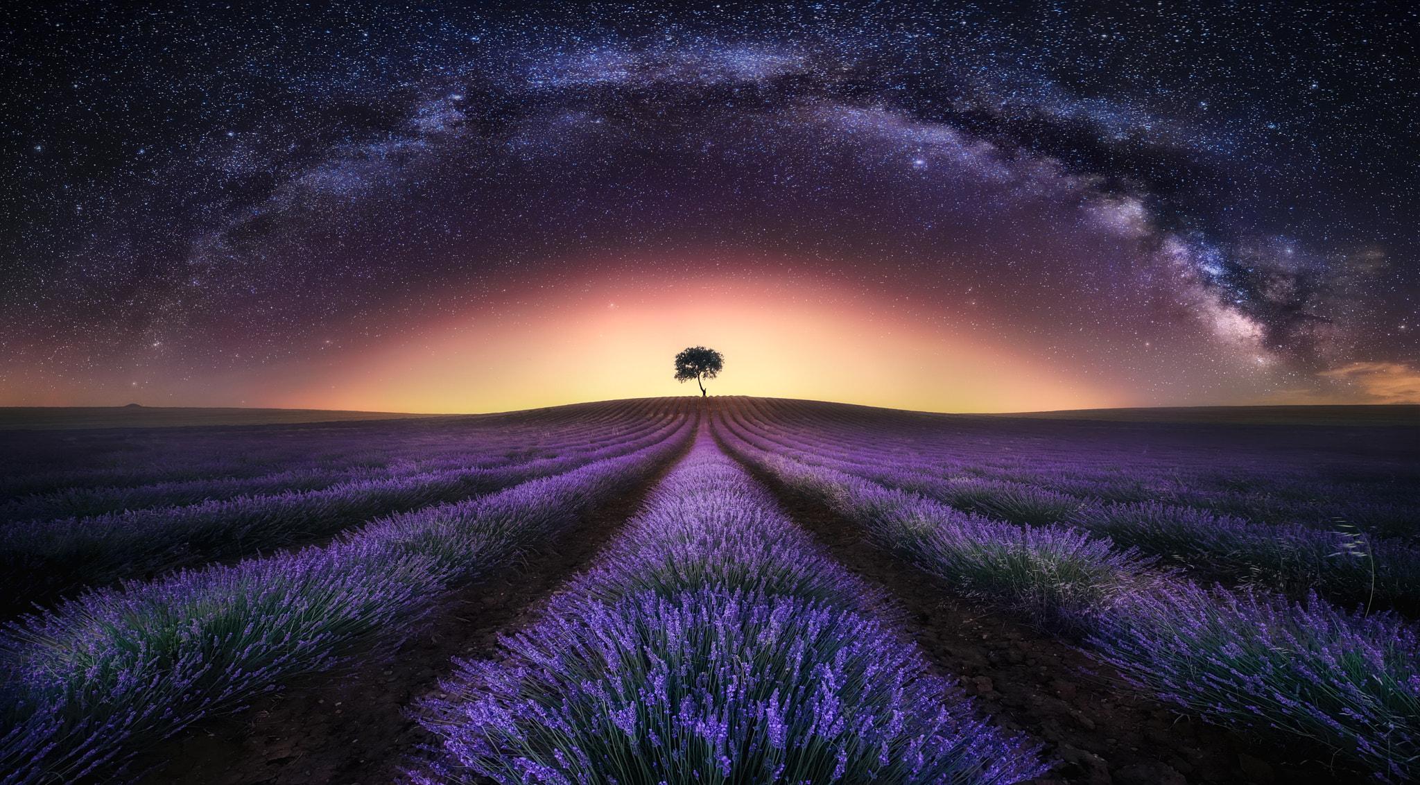 Sunset Lavender Field Wallpapers - Top Free Sunset Lavender Field ...