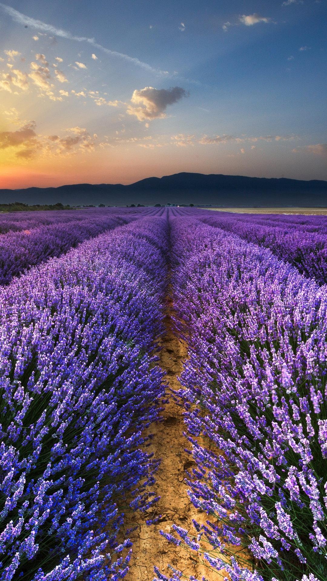 Sunset Lavender Field Wallpapers - Top Free Sunset Lavender Field ...