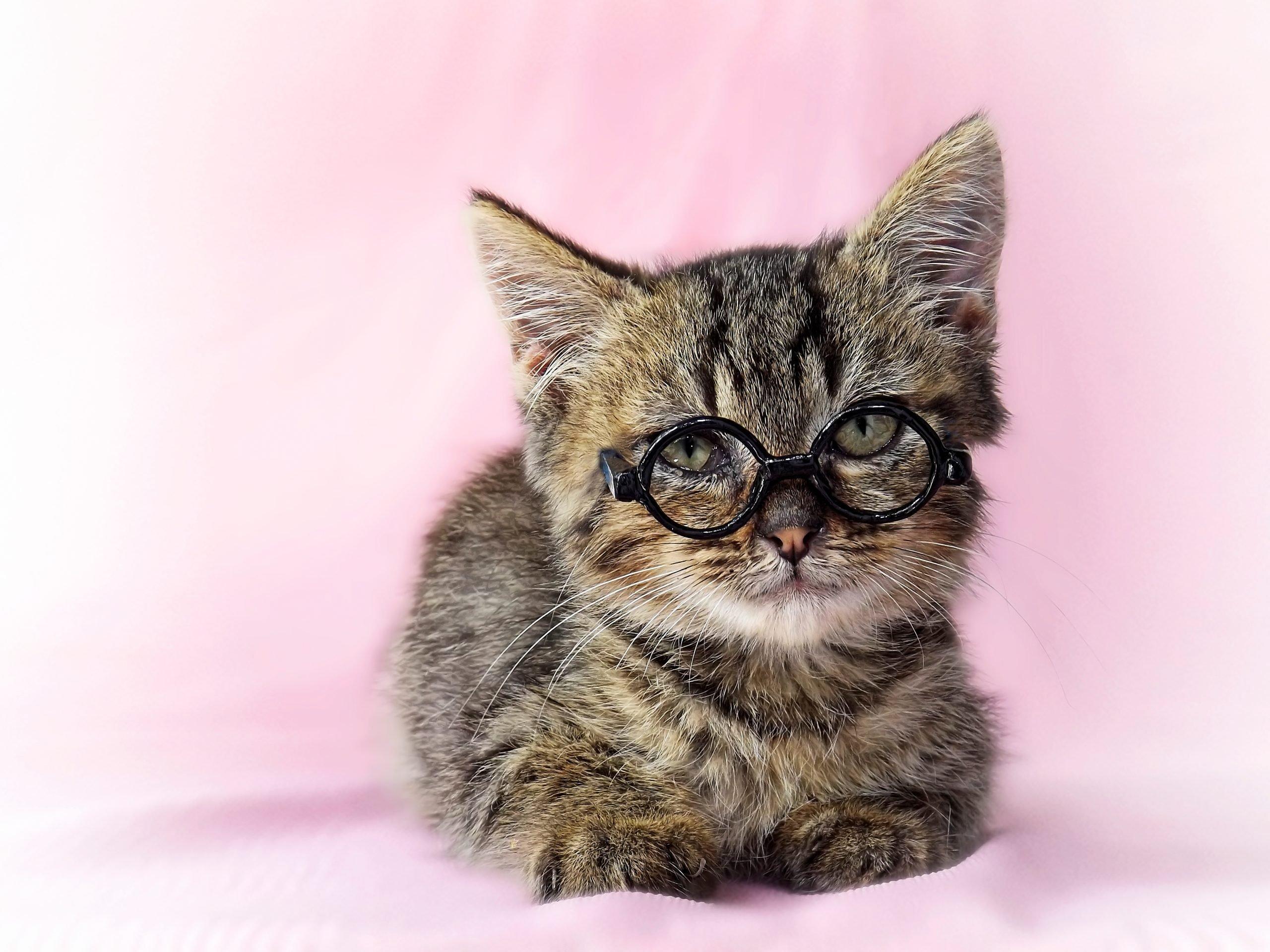 Cute Cartoon Kitten Wallpapers - Top Free Cute Cartoon Kitten ...