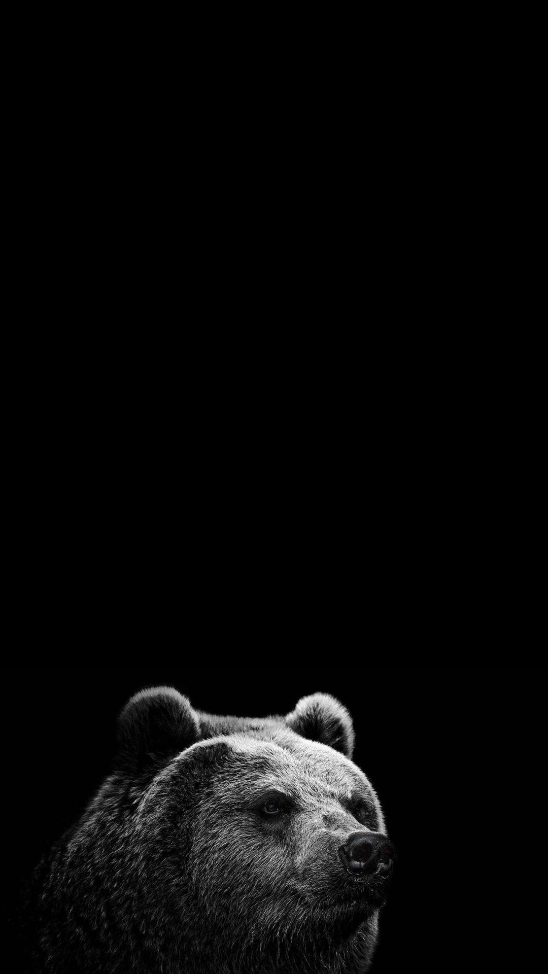 Brown Bear iPhone Wallpapers - Top Free Brown Bear iPhone Backgrounds ...