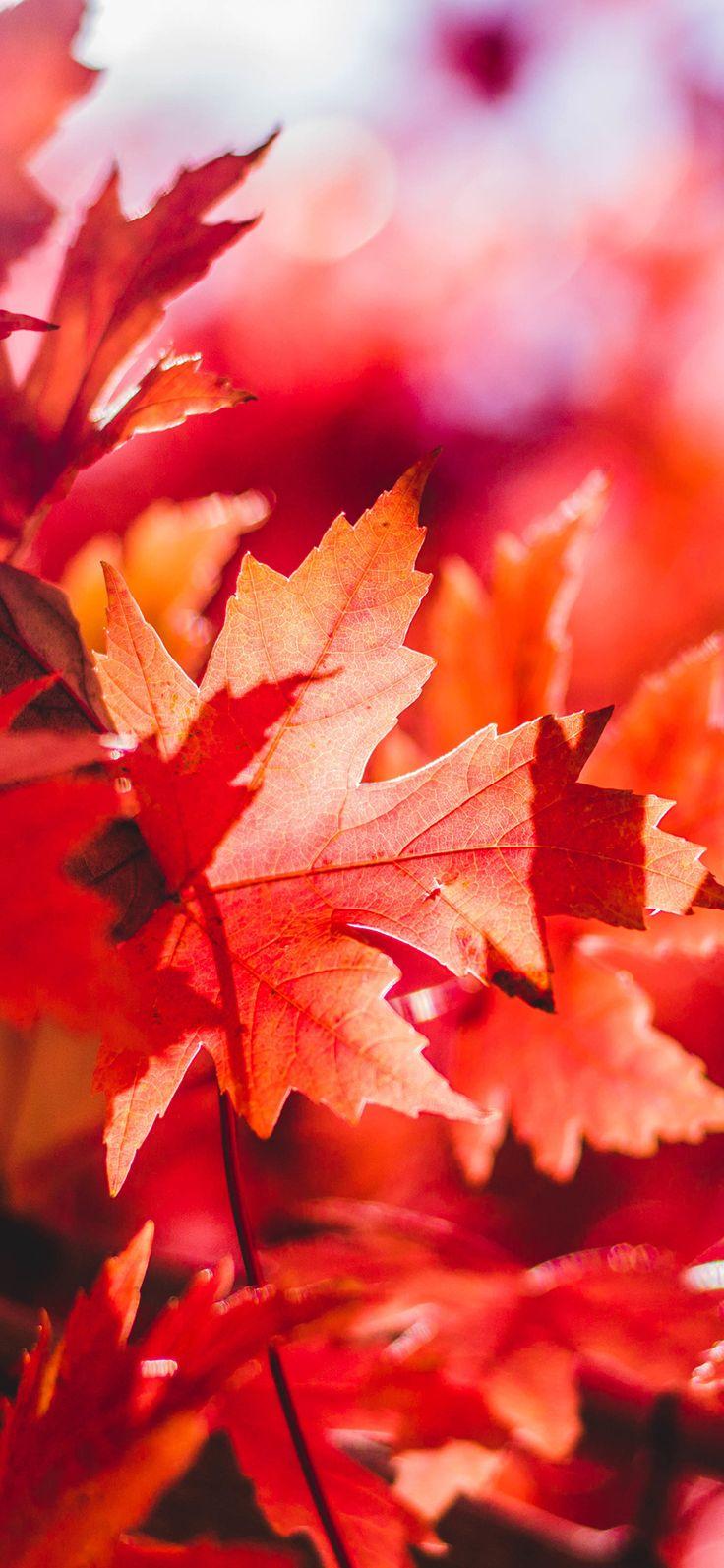 Red Autumn Leaves Wallpapers - Top Free Red Autumn Leaves Backgrounds ...