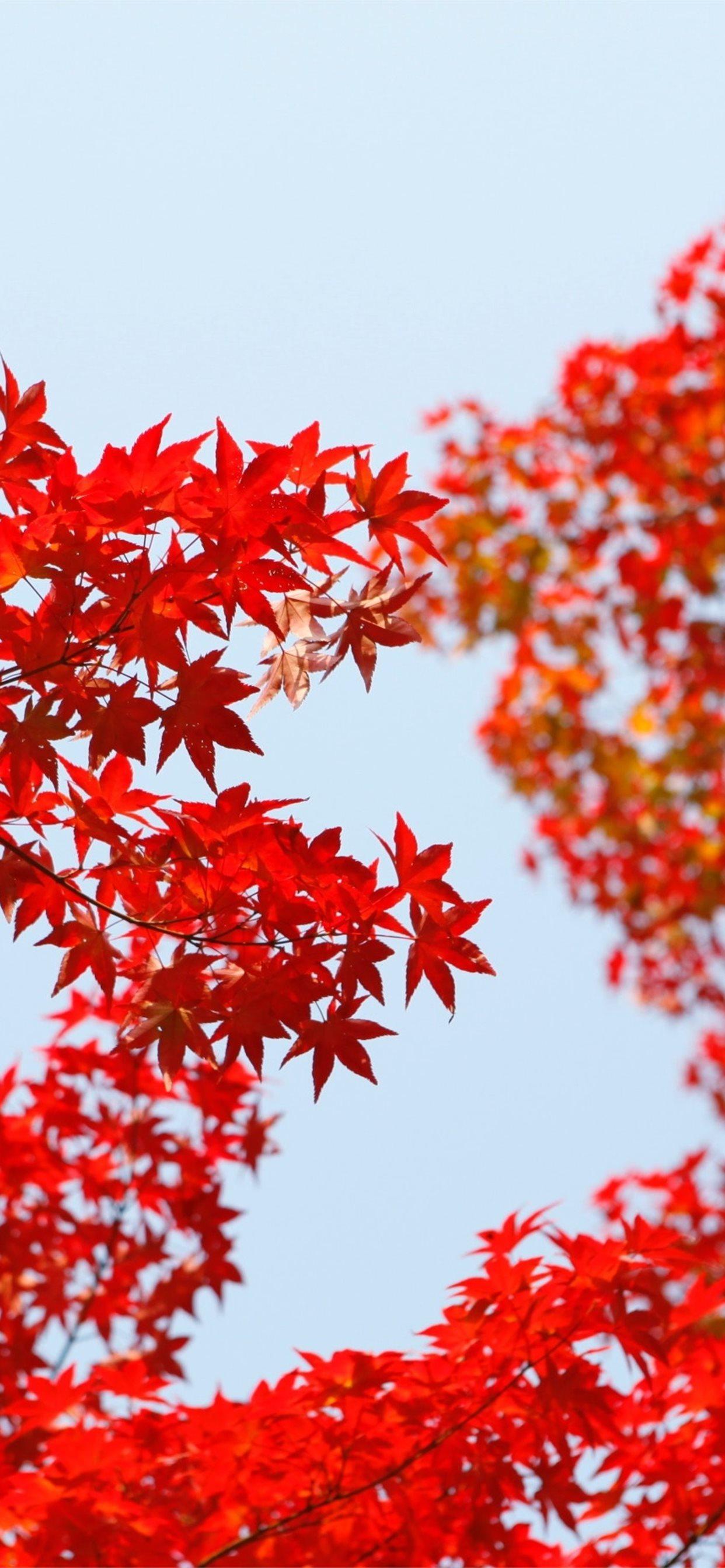 Red Autumn Leaves Wallpapers - Top Free Red Autumn Leaves Backgrounds ...