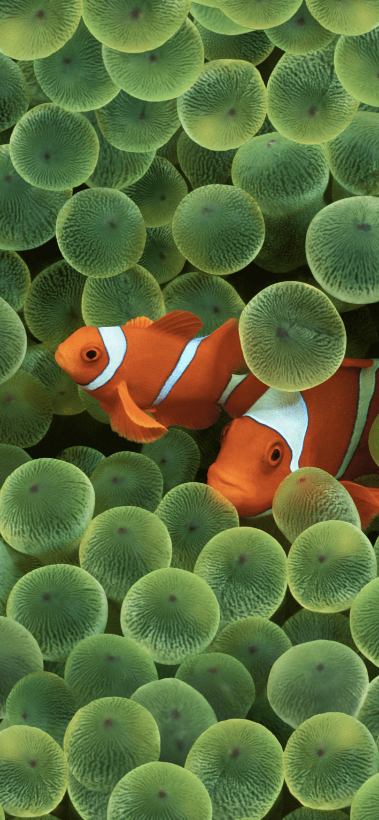 Nemo Fish Wallpapers - Top Free Nemo Fish Backgrounds - WallpaperAccess