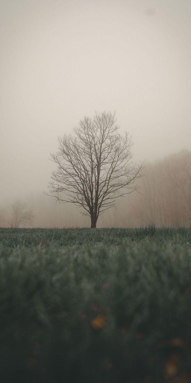 Sigma Male Wallpapers - Top Free Sigma Male Backgrounds - WallpaperAccess