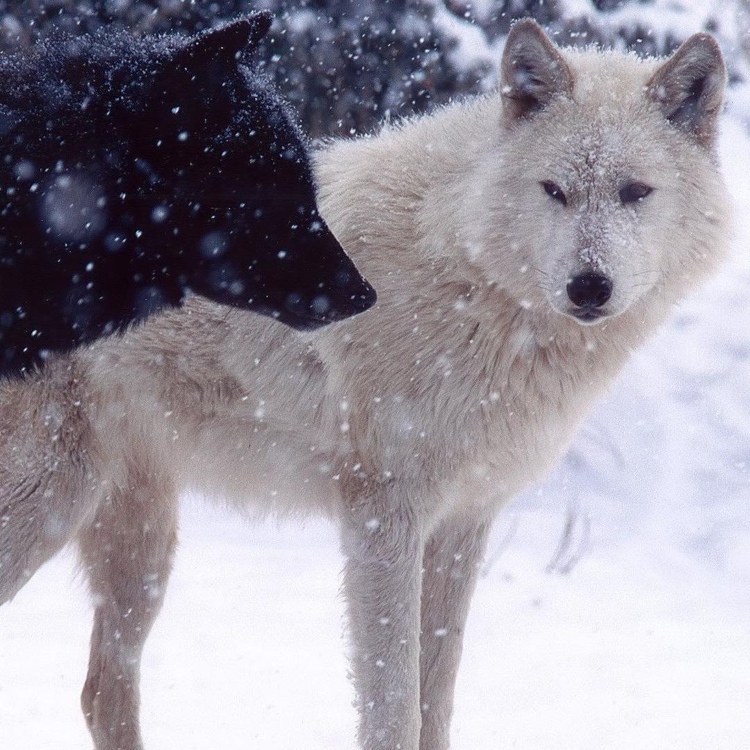 Sigma Male Wallpapers - Top Free Sigma Male Backgrounds - WallpaperAccess