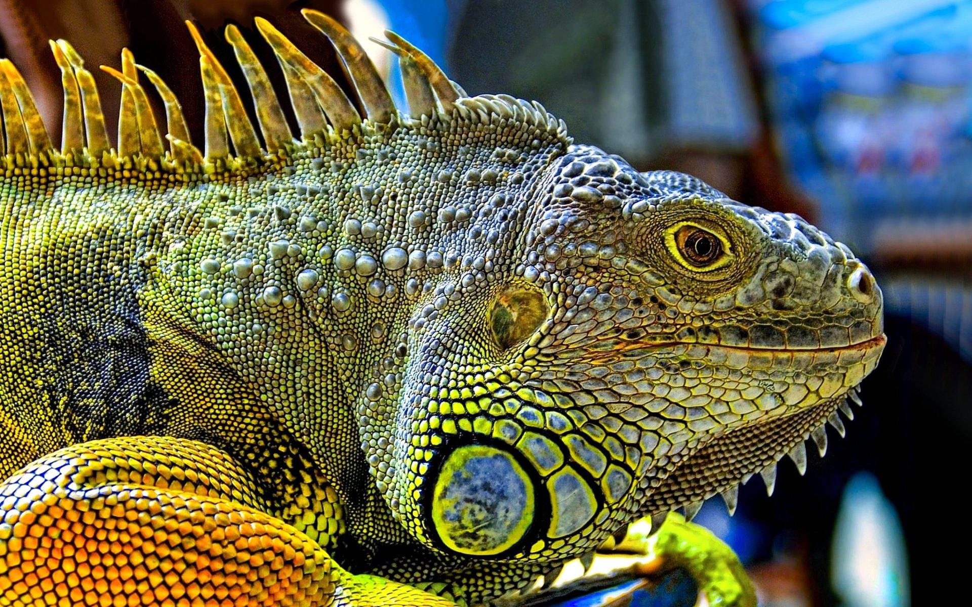 Iguana HD Wallpapers - Top Free Iguana HD Backgrounds - WallpaperAccess