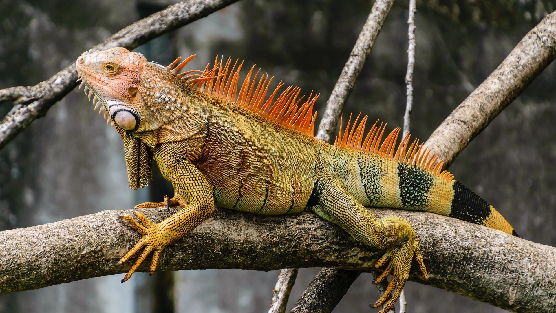 Iguana HD Wallpapers - Top Free Iguana HD Backgrounds - WallpaperAccess