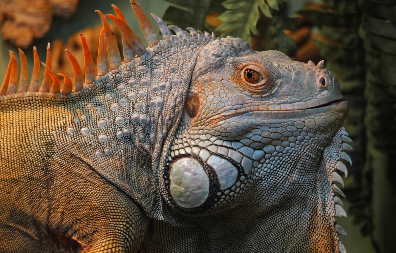Iguana HD Wallpapers - Top Free Iguana HD Backgrounds - WallpaperAccess