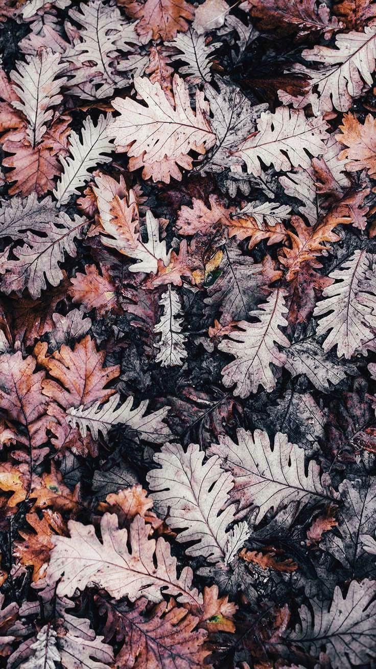 November Autumn Wallpapers - Top Free November Autumn Backgrounds ...