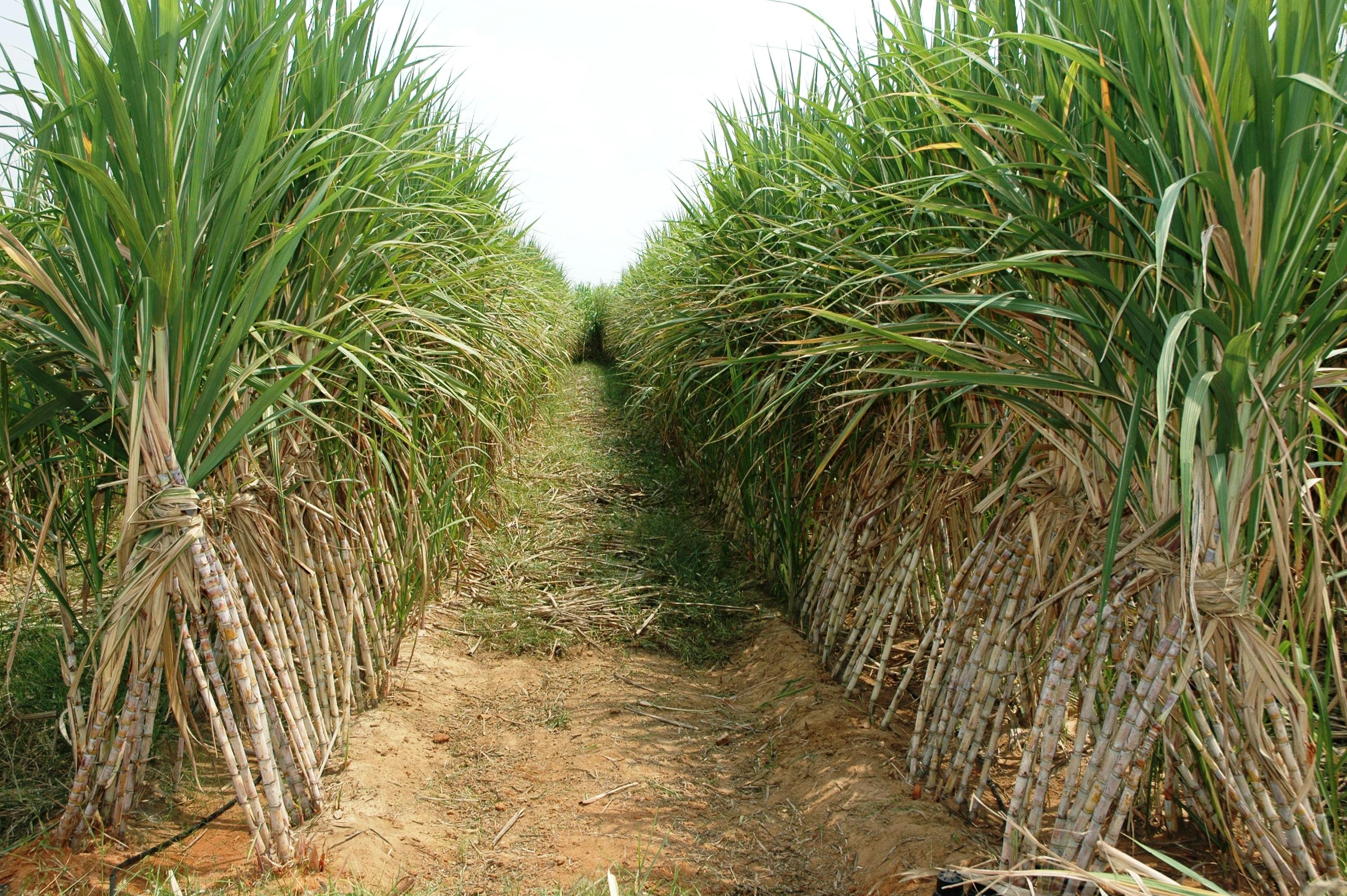 Sugarcane Wallpapers - Top Free Sugarcane Backgrounds - WallpaperAccess