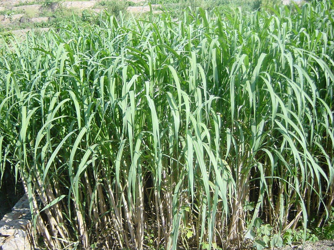 Sugarcane Wallpapers - Top Free Sugarcane Backgrounds - WallpaperAccess