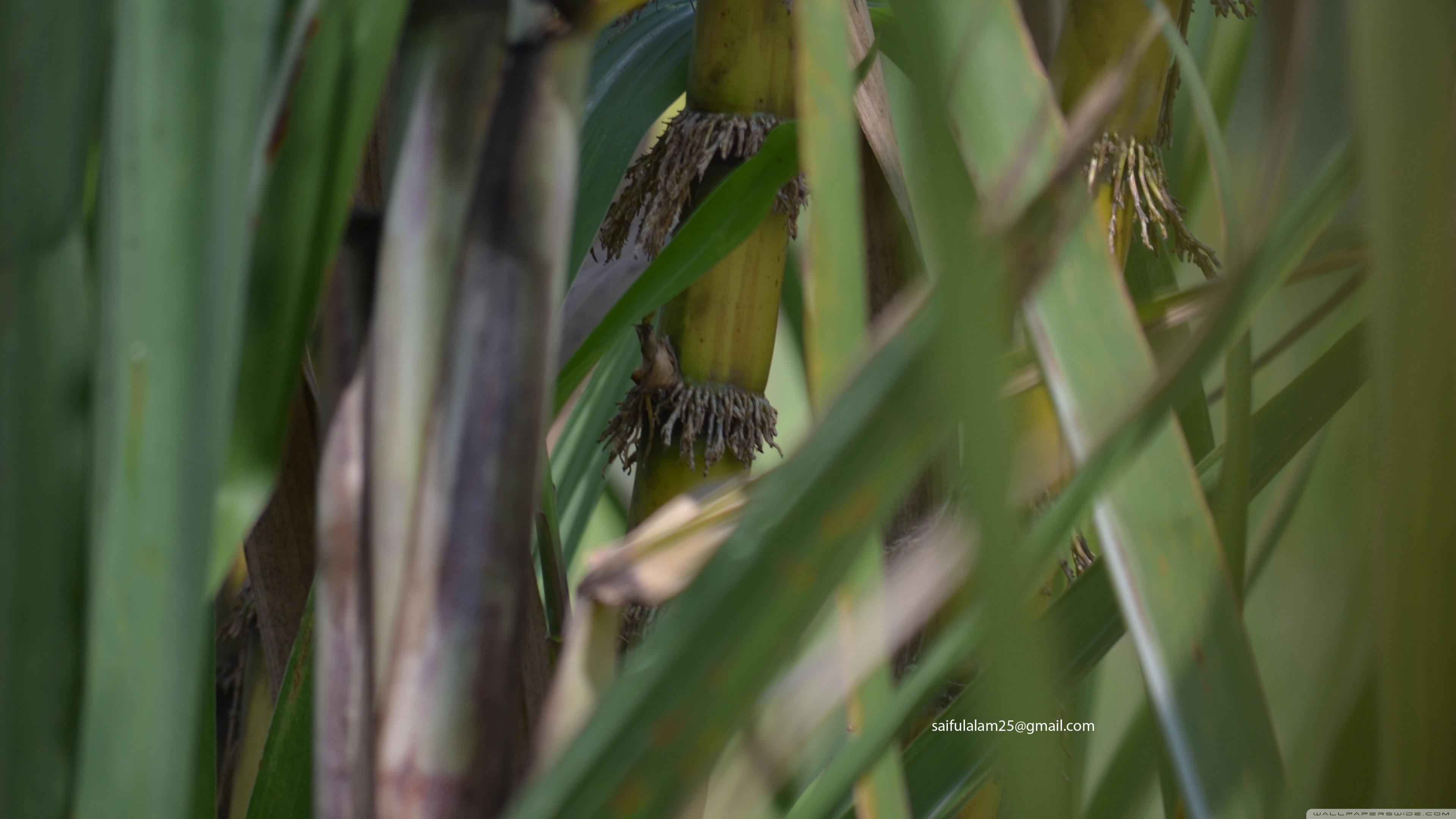 Sugarcane Wallpapers - Top Free Sugarcane Backgrounds - WallpaperAccess