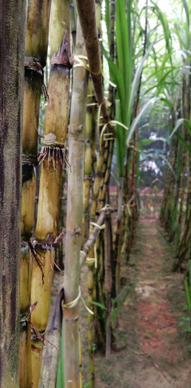 Sugarcane Wallpapers - Top Free Sugarcane Backgrounds - WallpaperAccess