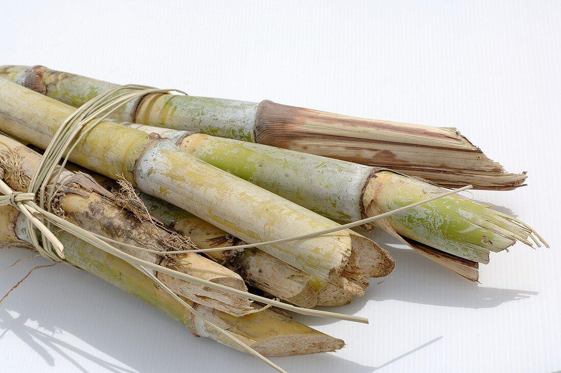 Sugarcane Wallpapers - Top Free Sugarcane Backgrounds - WallpaperAccess