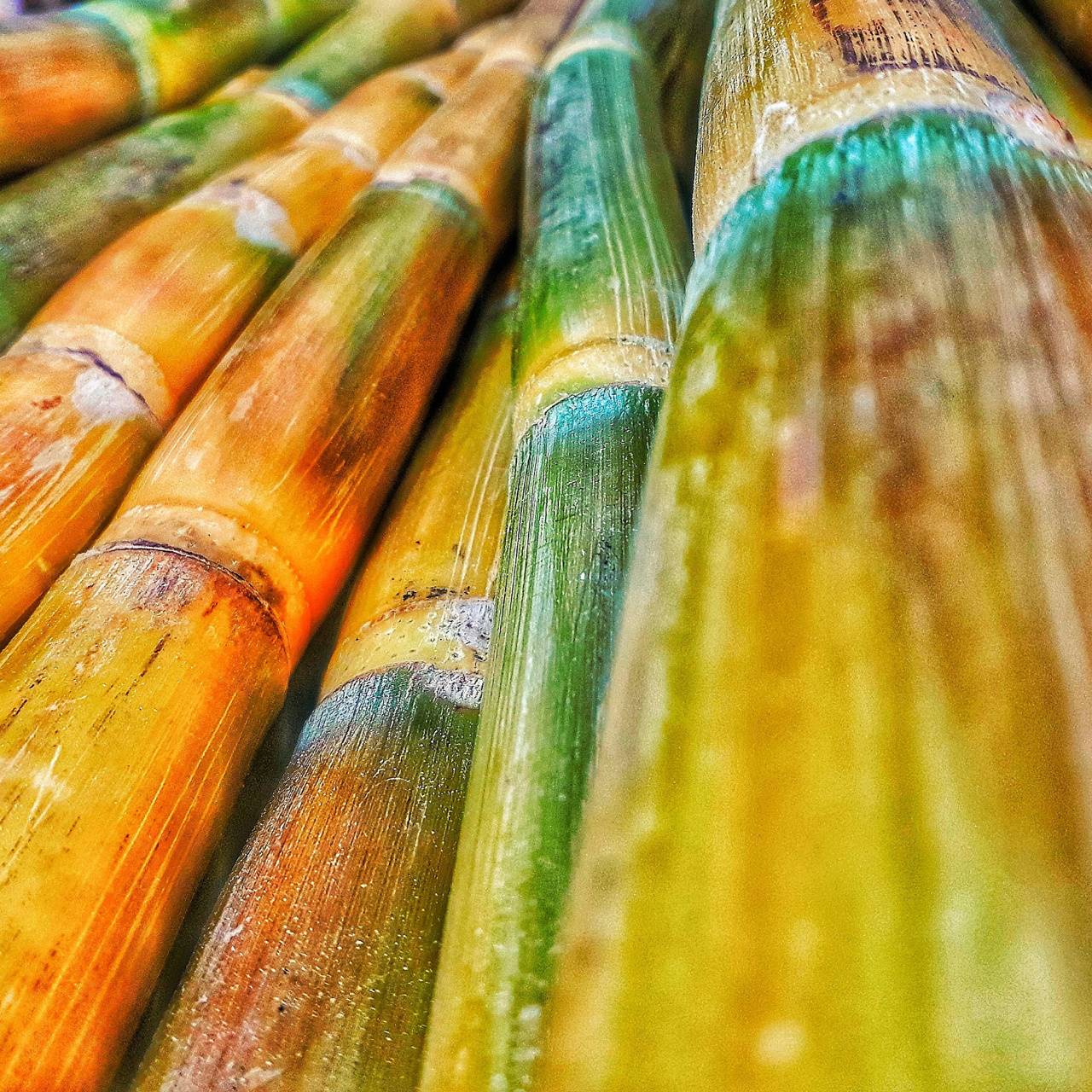 Sugarcane Wallpapers - Top Free Sugarcane Backgrounds - WallpaperAccess