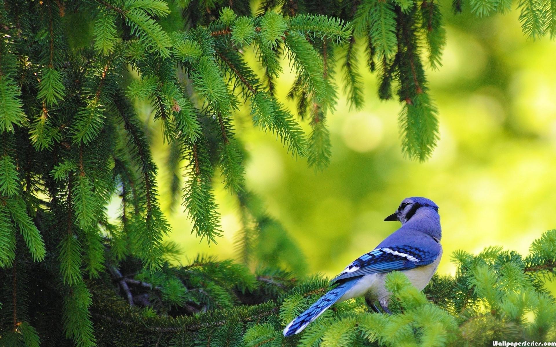 Blue Pine Wallpapers - Top Free Blue Pine Backgrounds - WallpaperAccess