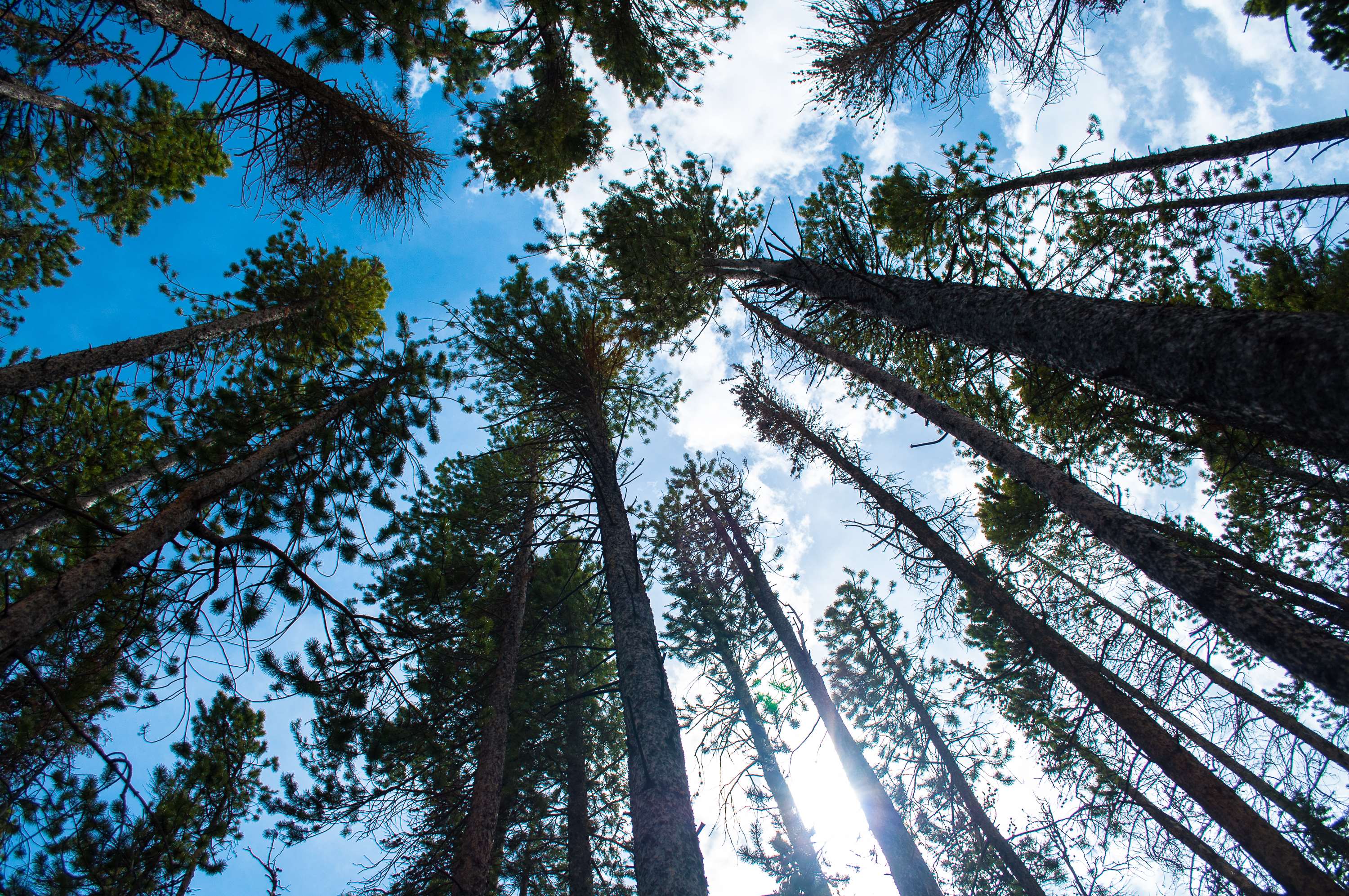 Blue Pine Wallpapers - Top Free Blue Pine Backgrounds - WallpaperAccess