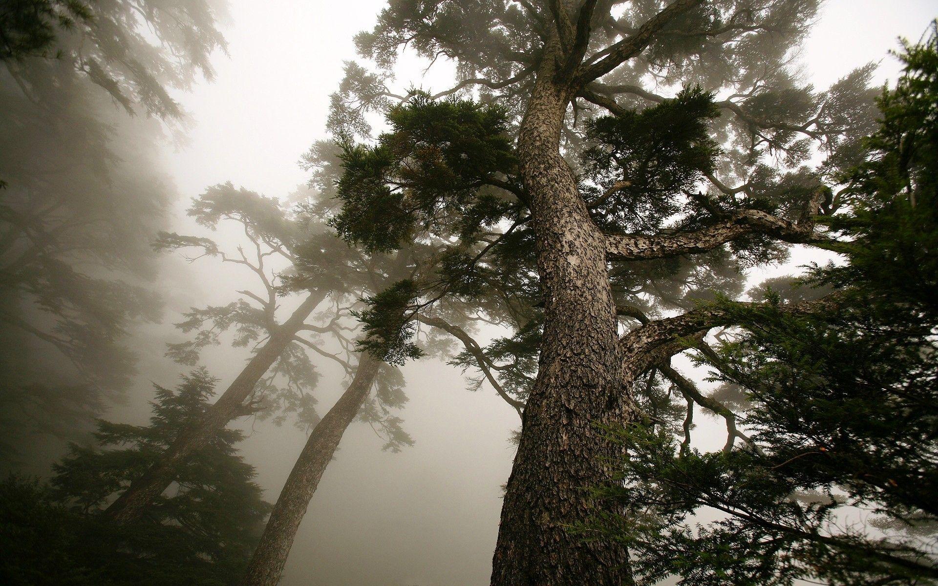 Blue Pine Wallpapers - Top Free Blue Pine Backgrounds - WallpaperAccess