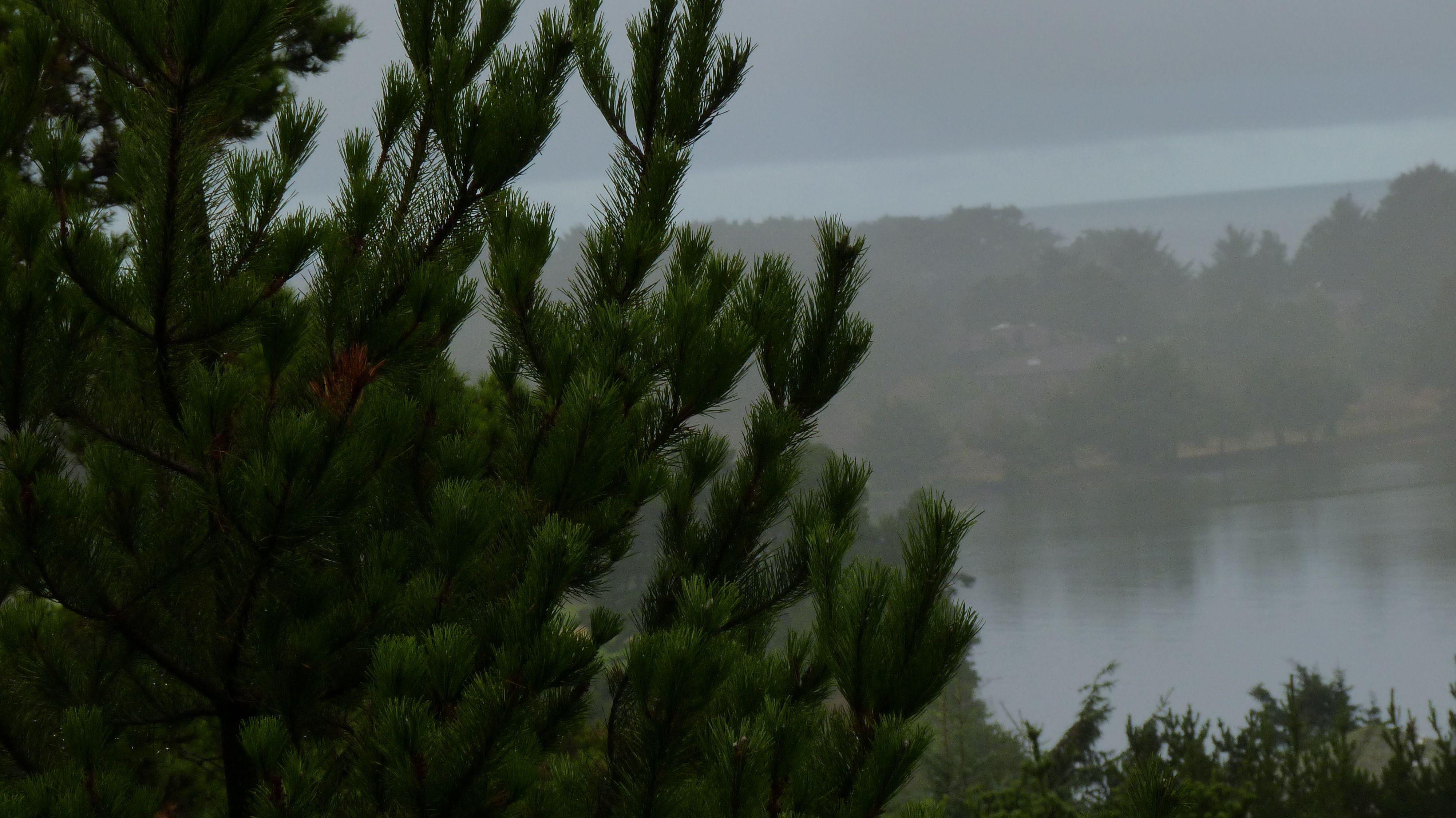 Blue Pine Wallpapers - Top Free Blue Pine Backgrounds - WallpaperAccess
