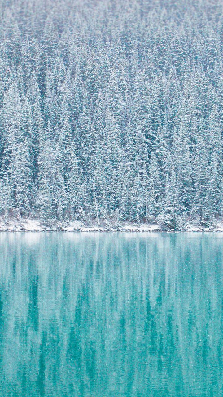 Blue Pine Wallpapers - Top Free Blue Pine Backgrounds - WallpaperAccess