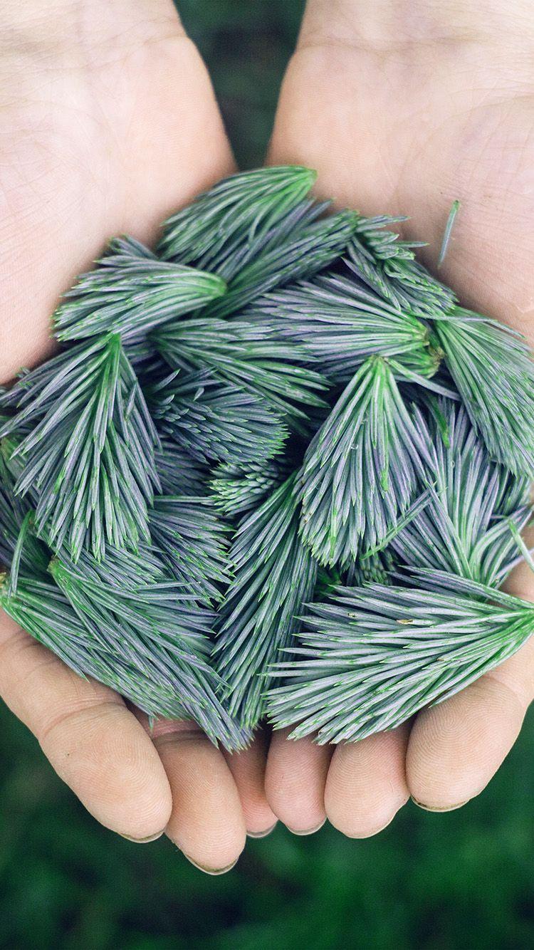 Blue Pine Wallpapers - Top Free Blue Pine Backgrounds - WallpaperAccess