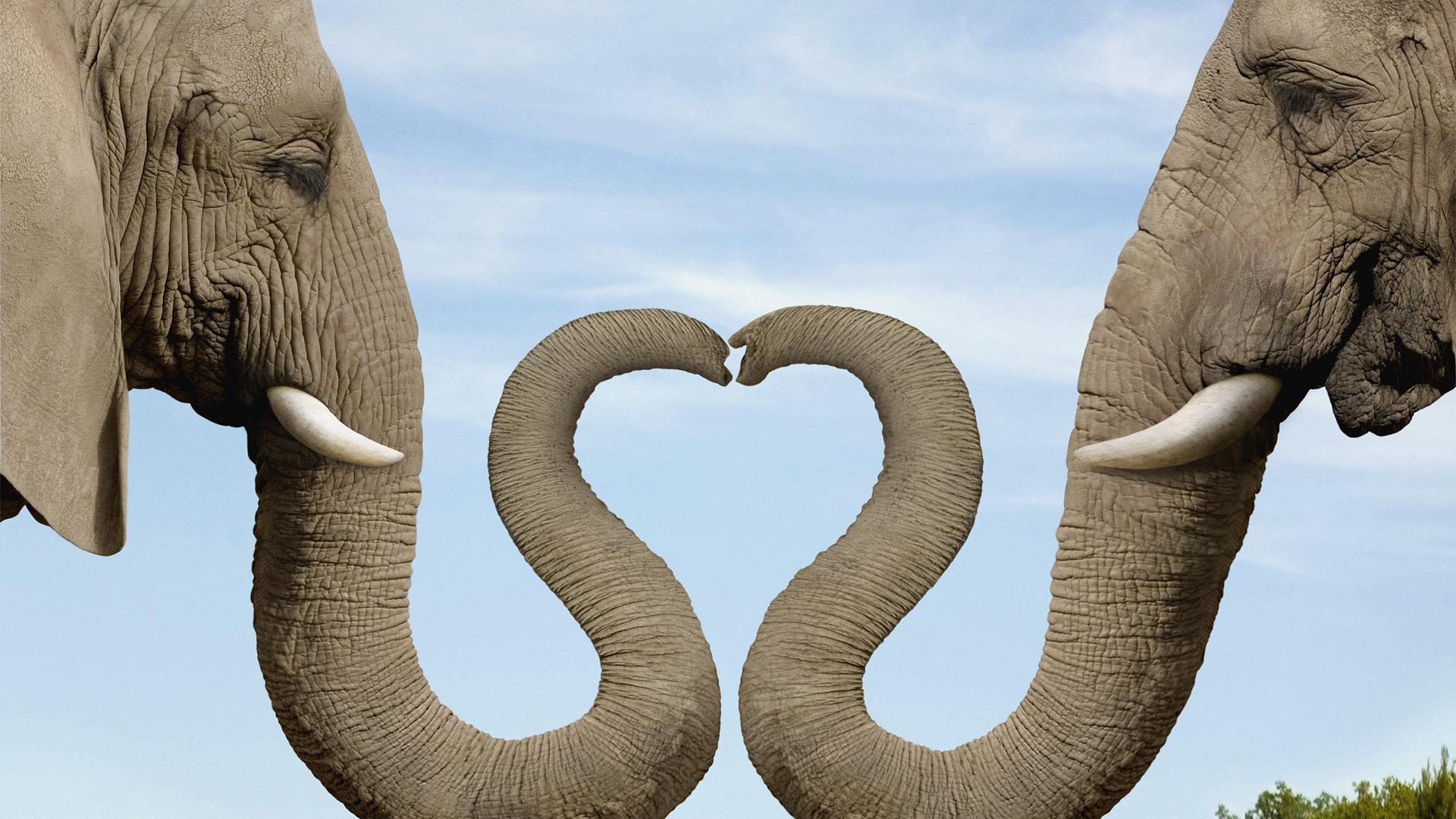 Lucky Elephant Wallpapers - Top Free Lucky Elephant Backgrounds ...