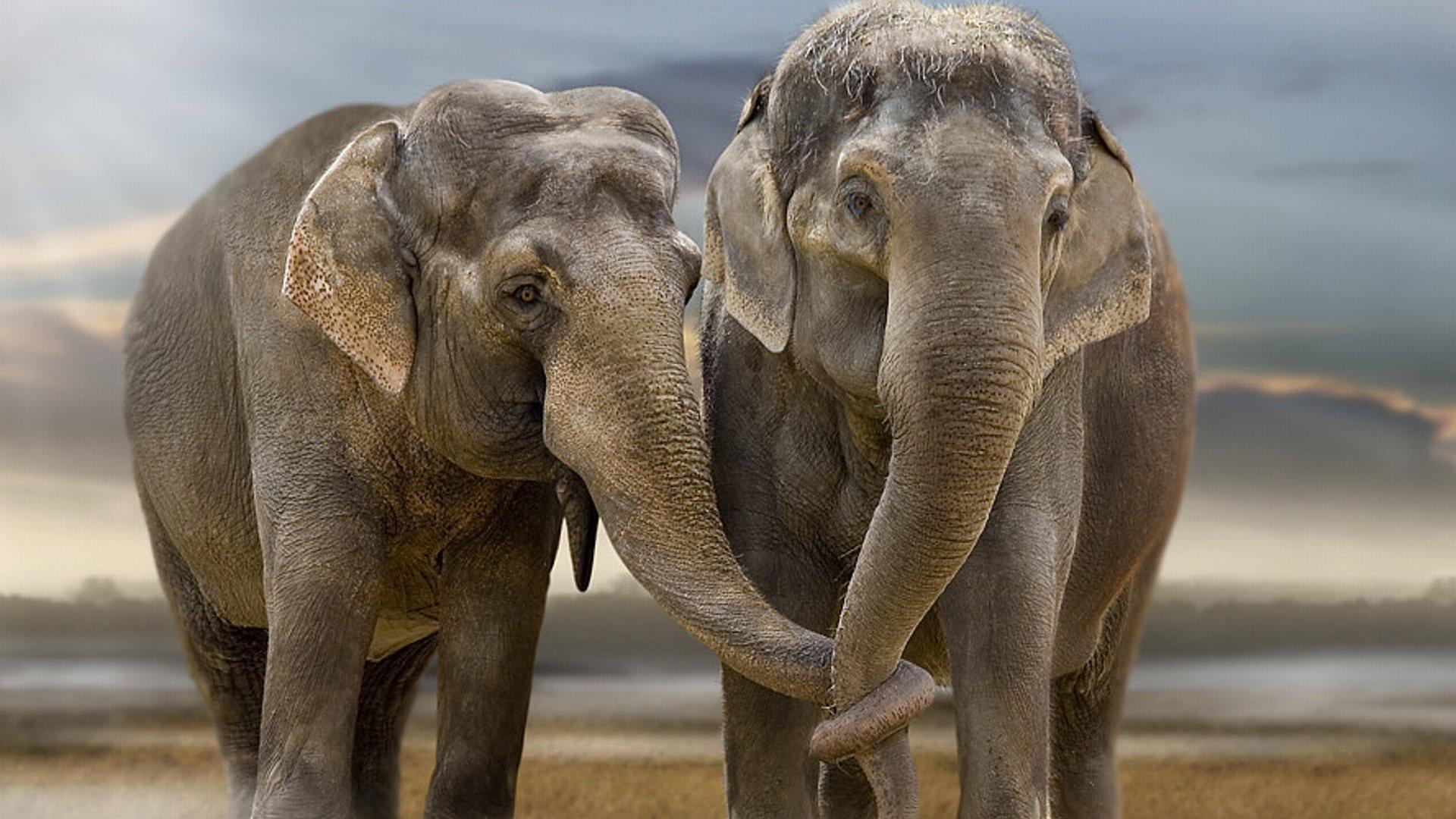 Lucky Elephant Wallpapers - Top Free Lucky Elephant Backgrounds ...