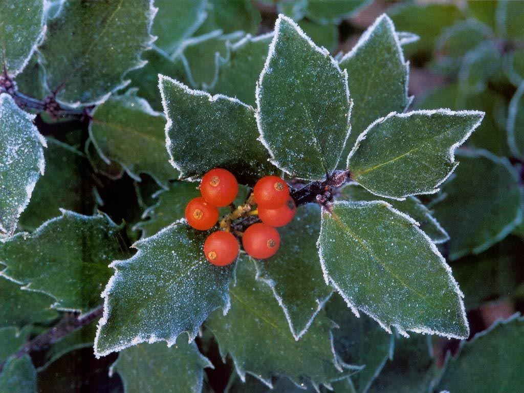 Christmas Holly Wallpapers - Top Free Christmas Holly Backgrounds ...