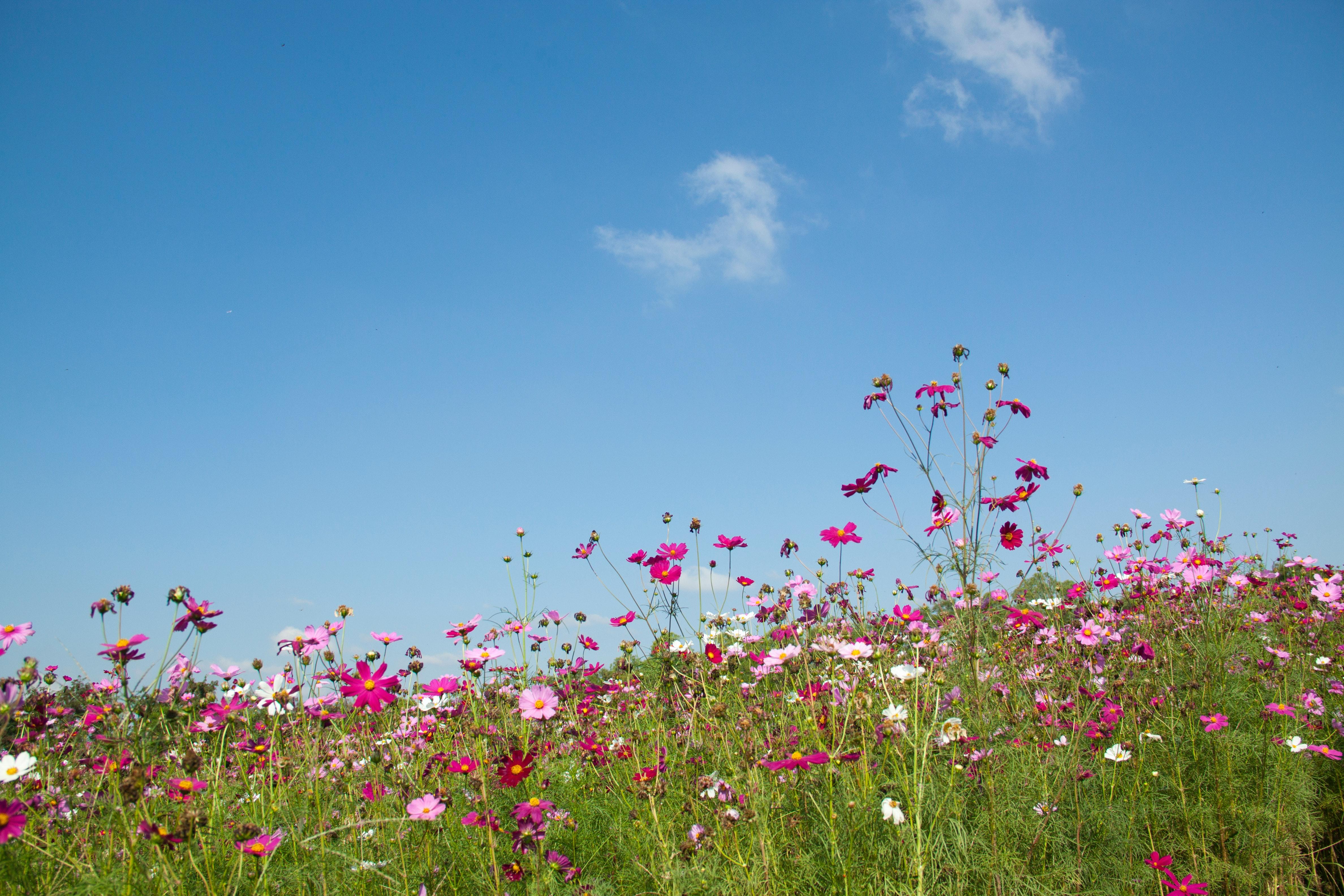 Field of Wildflowers Wallpapers - Top Free Field of Wildflowers ...