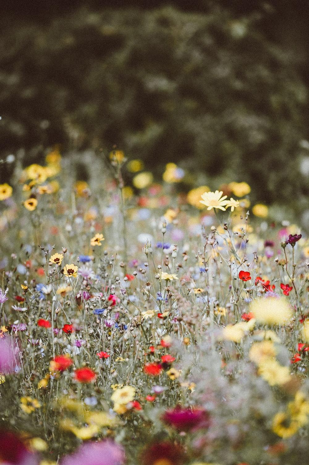 Field of Wildflowers Wallpapers - Top Free Field of Wildflowers ...