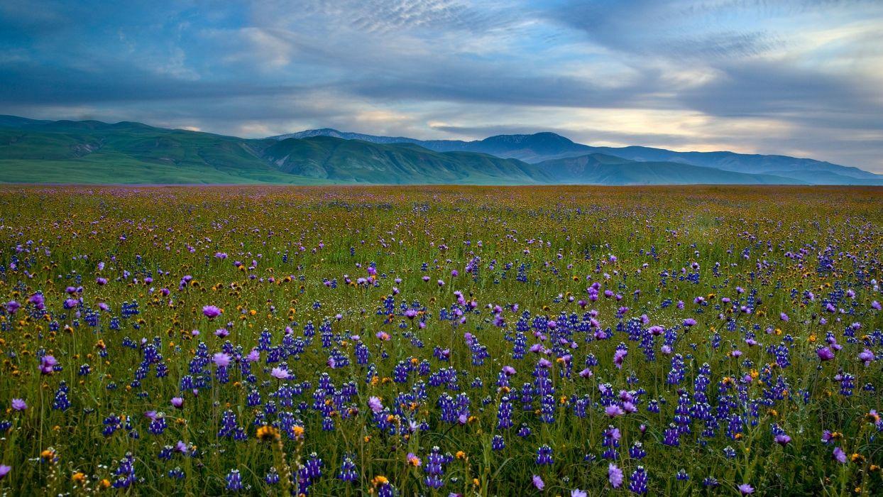 Field of Wildflowers Wallpapers - Top Free Field of Wildflowers ...