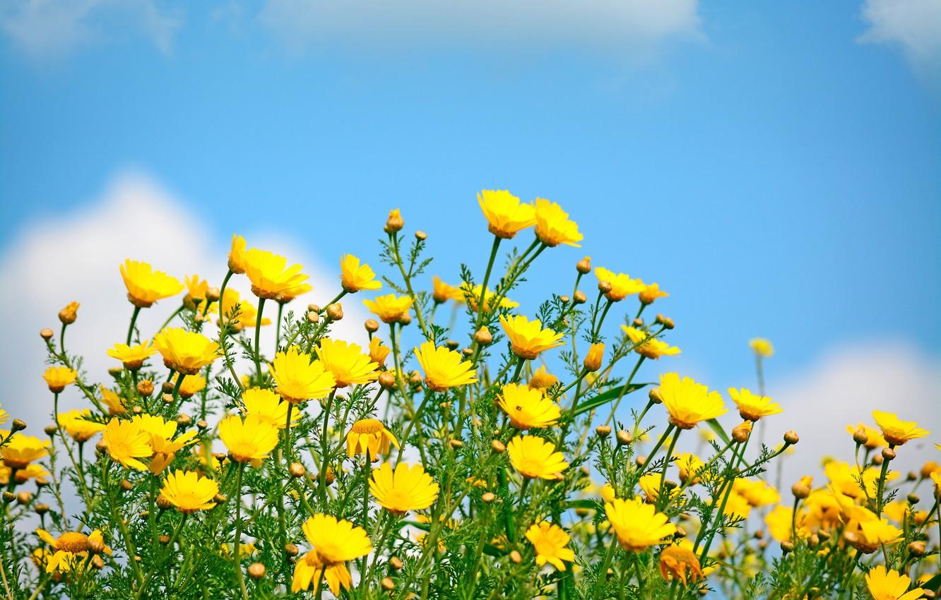Field of Wildflowers Wallpapers - Top Free Field of Wildflowers ...