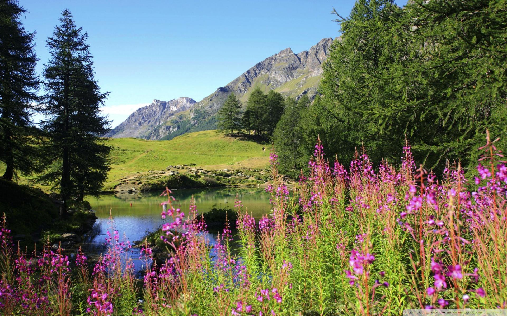 Field of Wildflowers Wallpapers - Top Free Field of Wildflowers ...